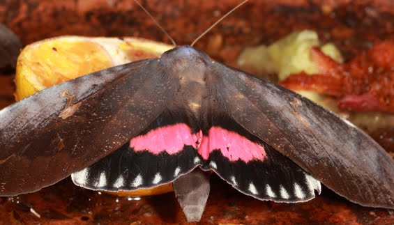 BunyipCo: April 2011