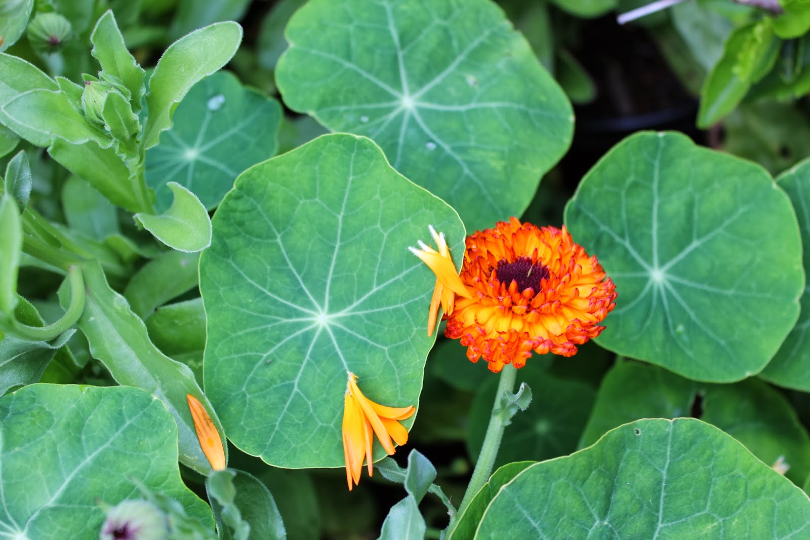 Florez Nursery: Calendula 'Neon'