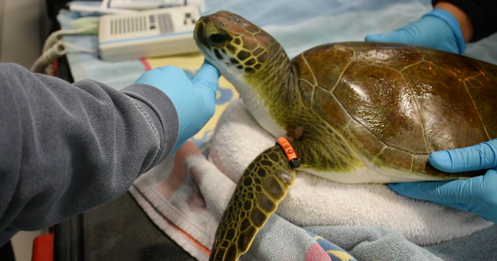 TurtleZone News: Why Are Endangered Sea Turtles Showing Up Cold and ...