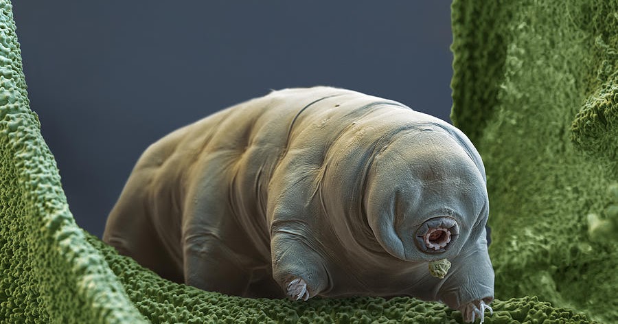 Top 10 Bizarre Animals Live Forever That Are Secretly Immortal - Top 10 ...