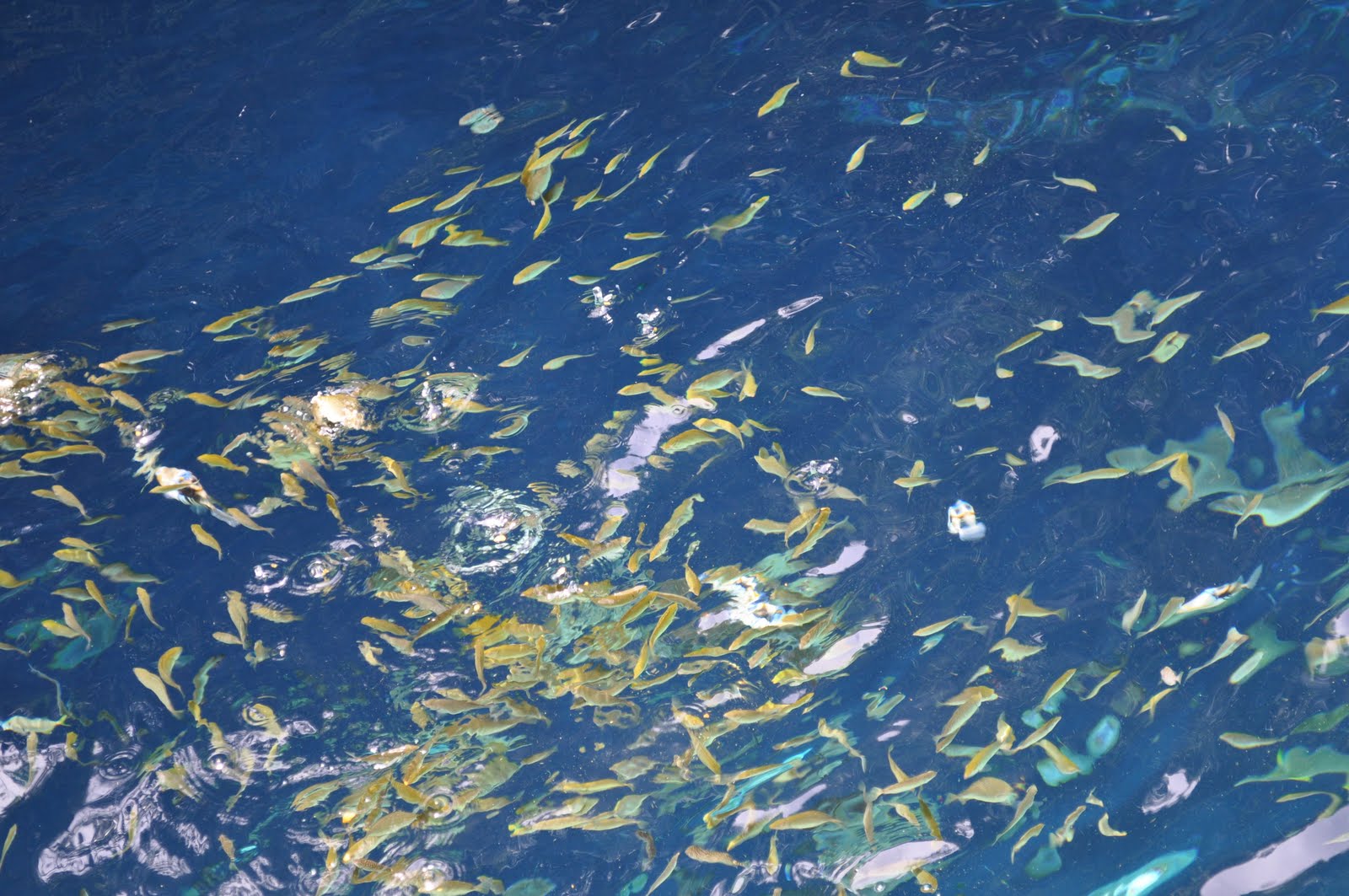 Adbenturista: Enchanted River: An Enchanting Beauty