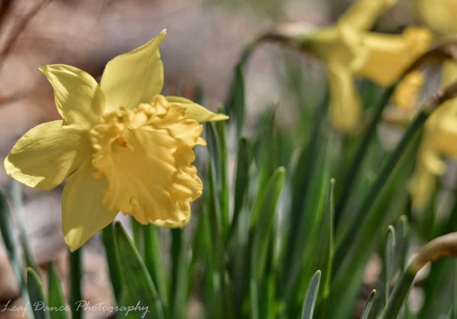 Leaf Dance Photography: Flowers of Spring // In Morning light