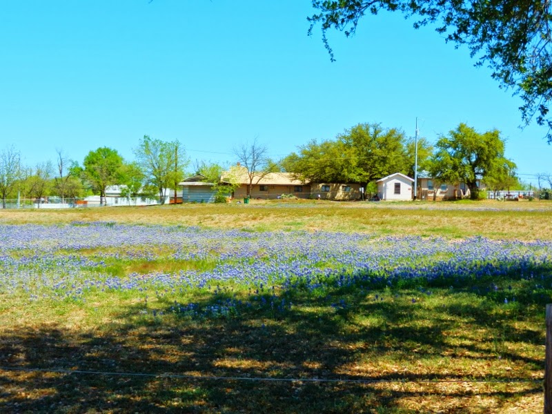 Gypsies At Heart: Wildflowers around Tye, Texas