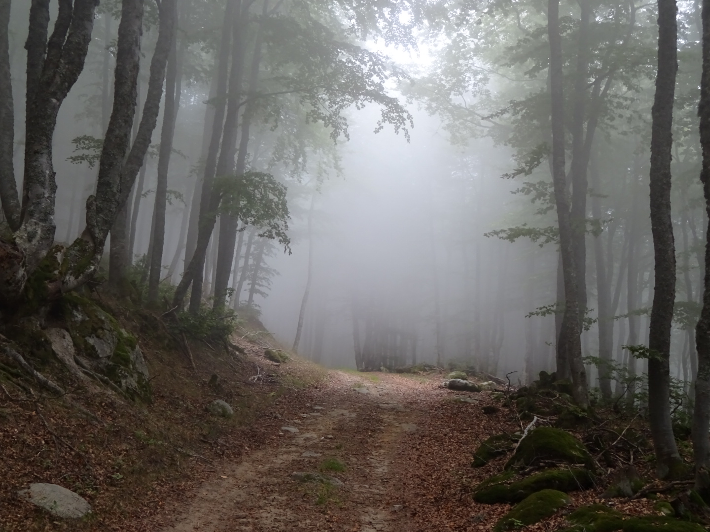 E4 Long Distance Walk in Bulgaria: Popovi Livadi hut to Slavyanka hut ...