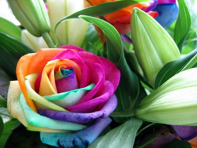 Most Beautiful Rainbow Roses... ~ Big Collection Spot
