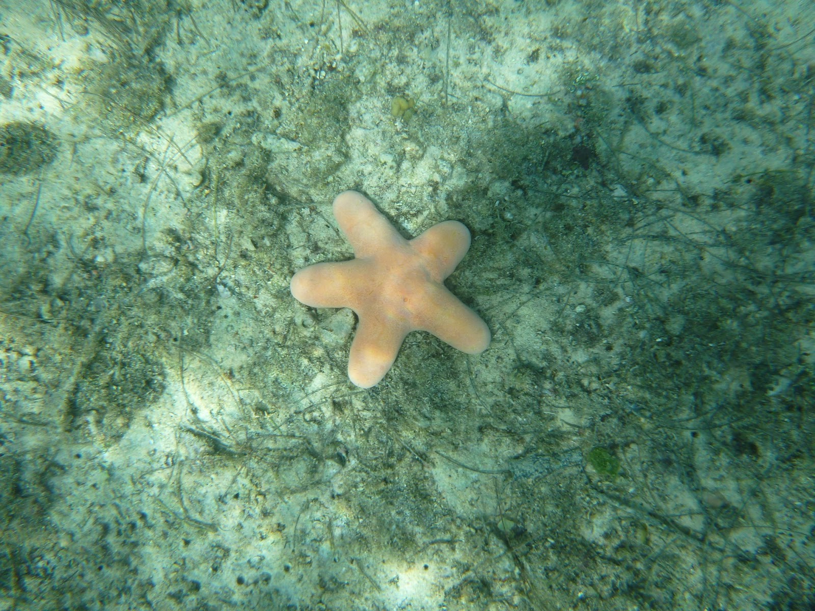 Our cheeky fat trip: The Kingdom of Tonga