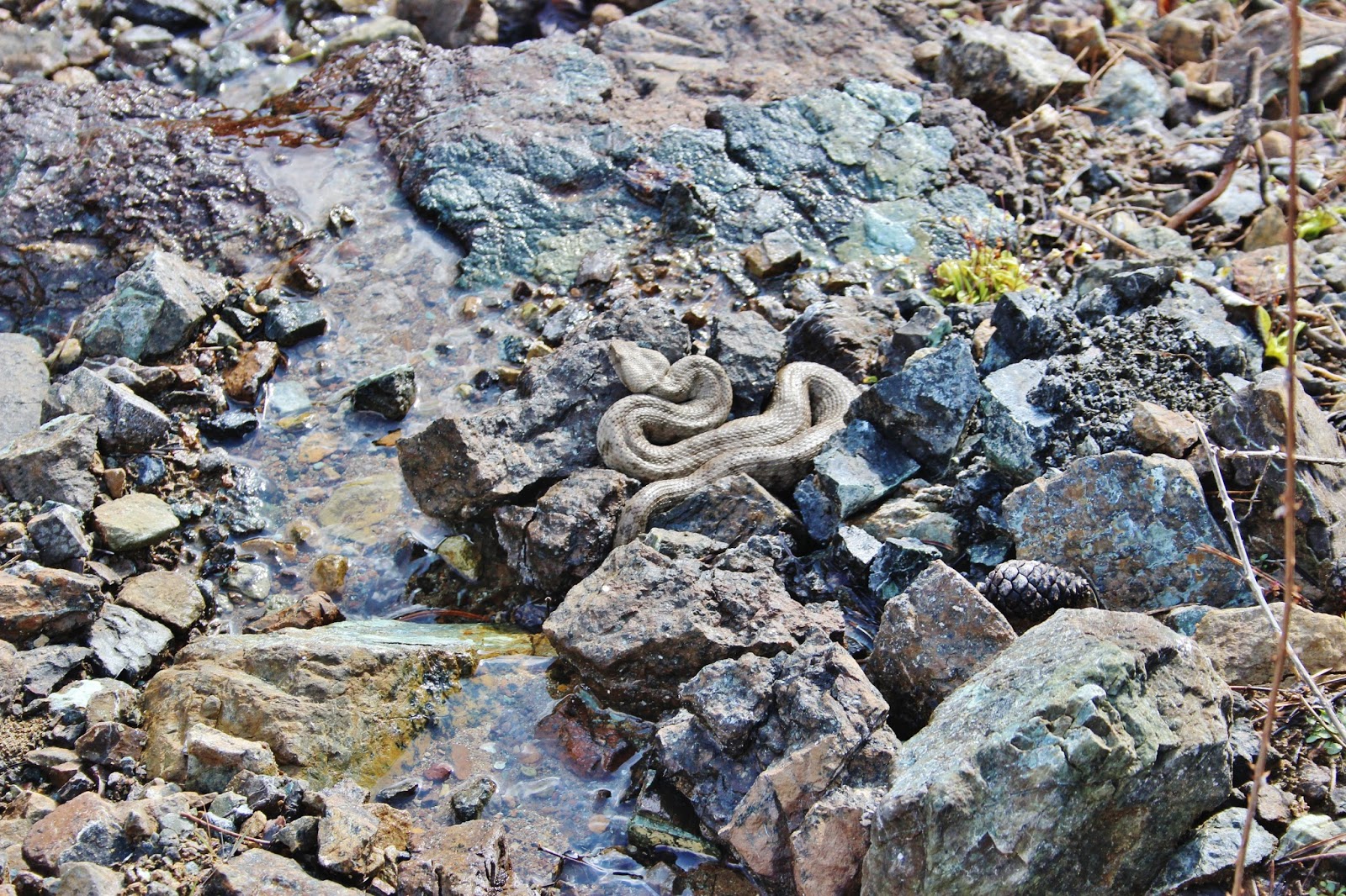 Ερπετά και αμφίβια της Κύπρου - Reptiles and amphibians of Cyprus by ...