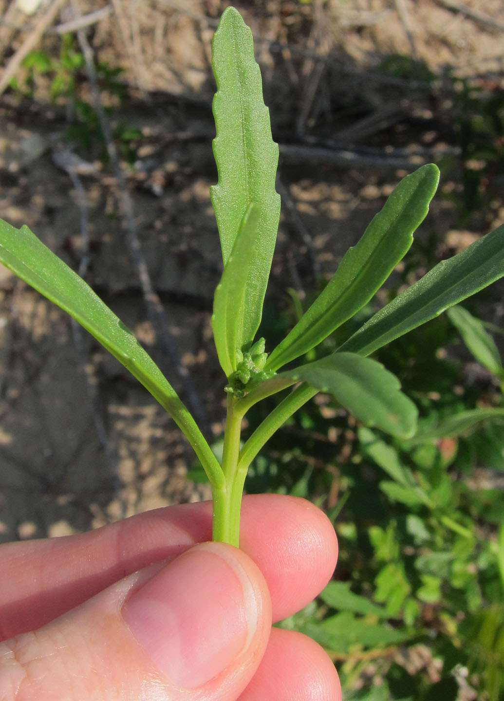 66 Square Feet (Plus): Sea rocket for supper