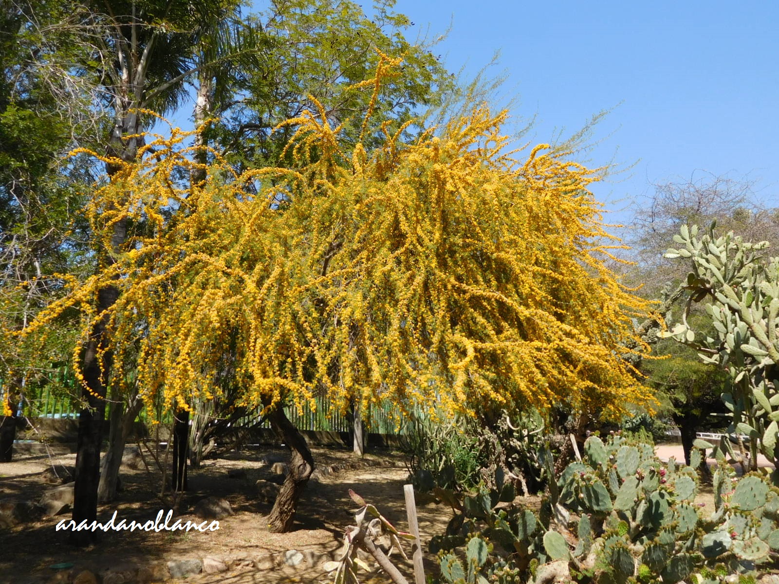 elarbolmiamigo-encinarosa: Acacia caven / Aromo criollo / Espinillo ...