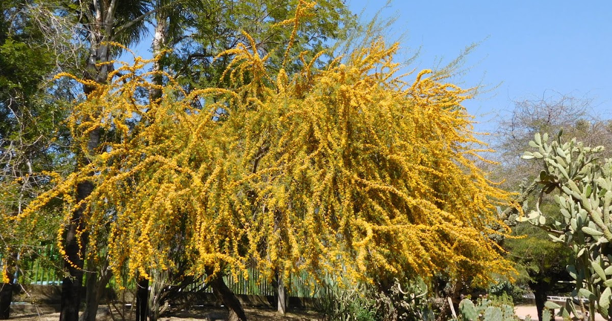elarbolmiamigo-encinarosa: Acacia caven / Aromo criollo / Espinillo ...
