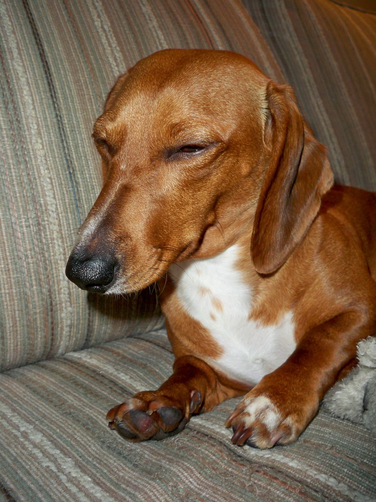 Rosenbergh Fam: Weiner Dogs on Wednesday