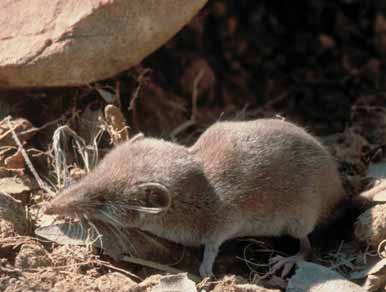 Universo Animal: ¿Mueren las musarañas por conmoción nerviosa?