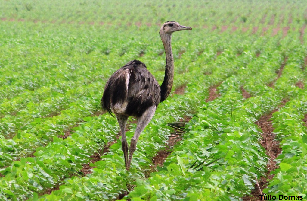 Conheça as 5 maiores aves do Brasil - Natureza e Conservação
