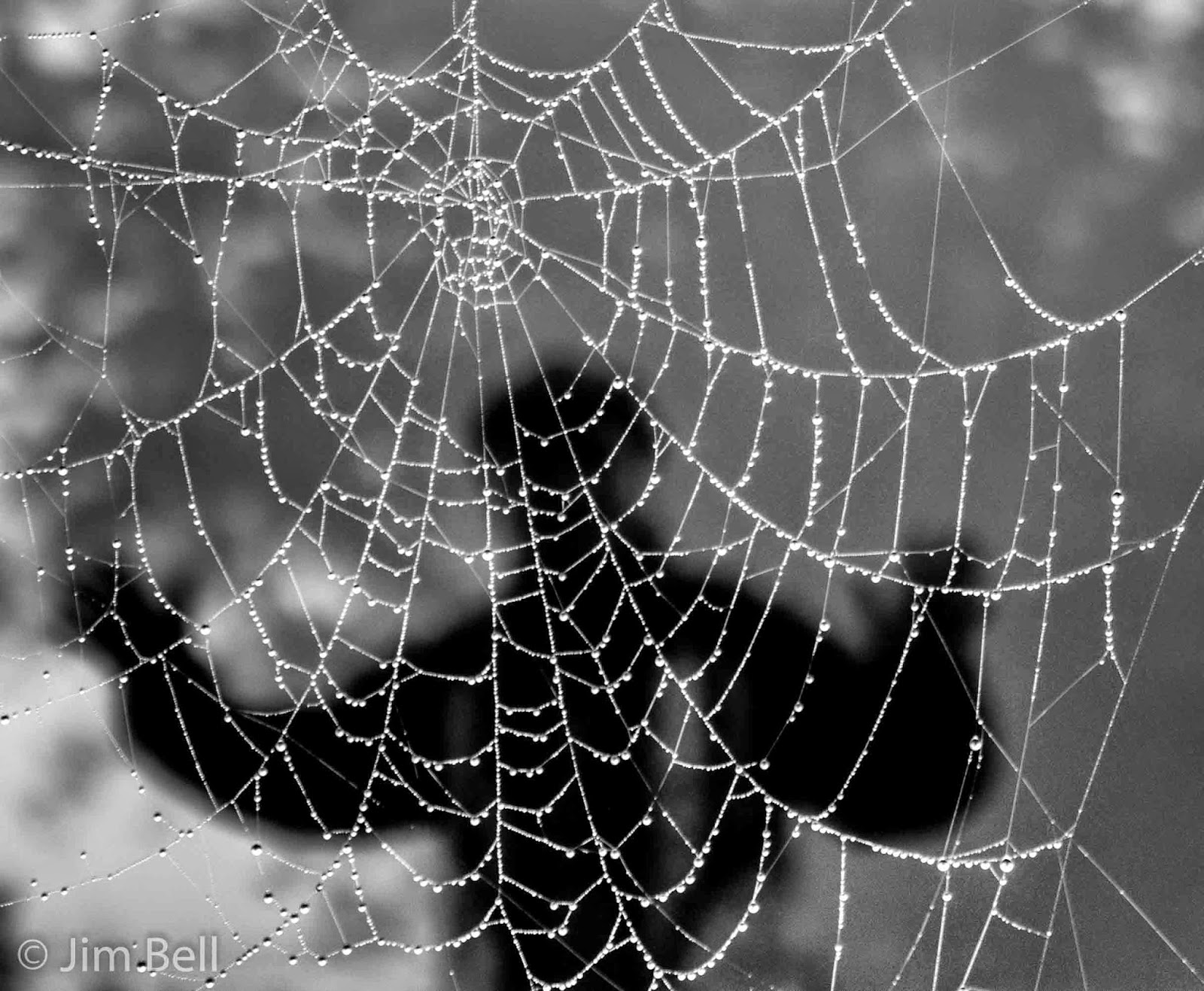 Out & About: Spider's Webs & Gossamer