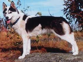 alla ricerca del Siberian Husky: Colori del Mantello nell'husky