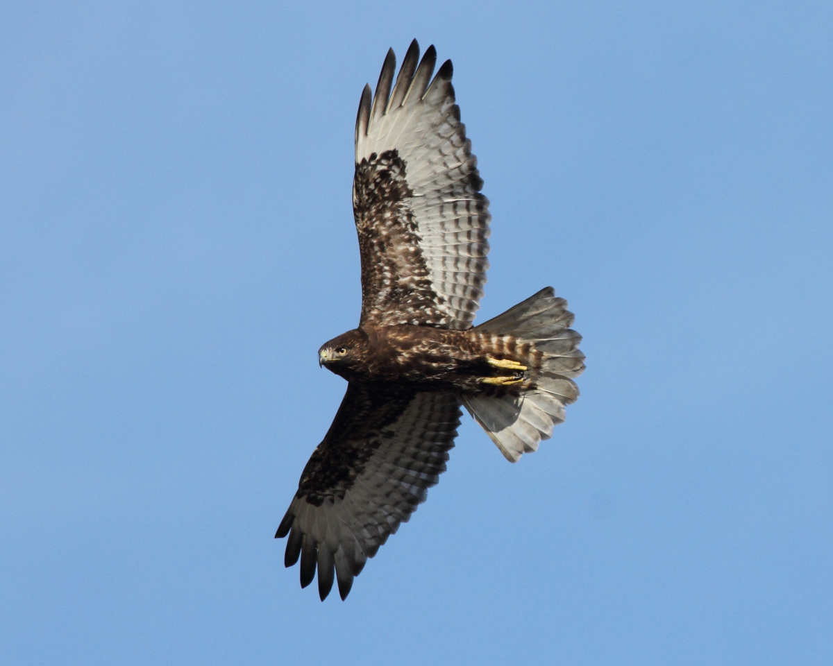 The Nomadic Naturalist: Dark morph Red-tailed Hawk in Ontario