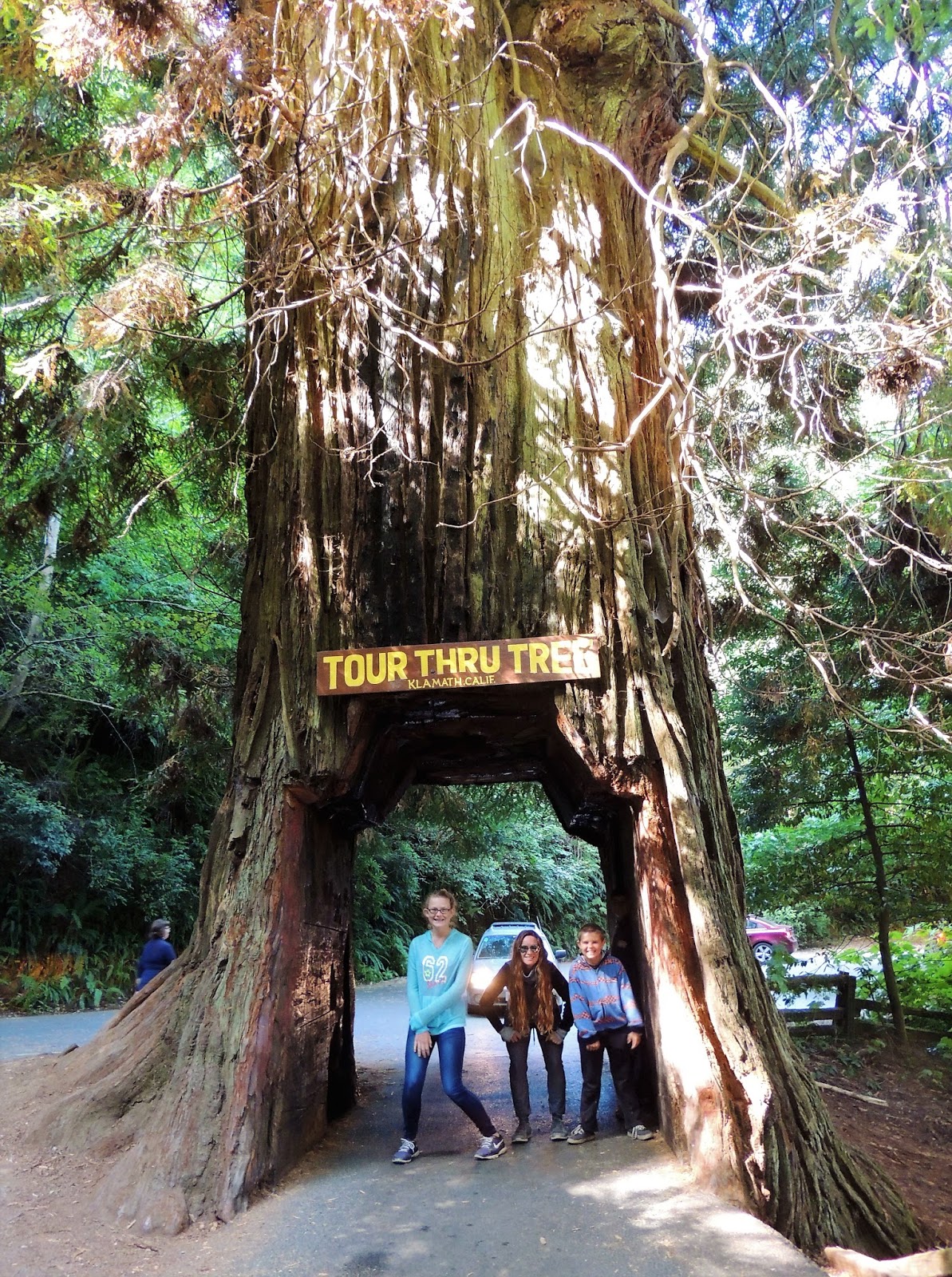 1000 Hikes in 1000 Days: Jedediah Smith Redwoods State Park - Tour Thru ...