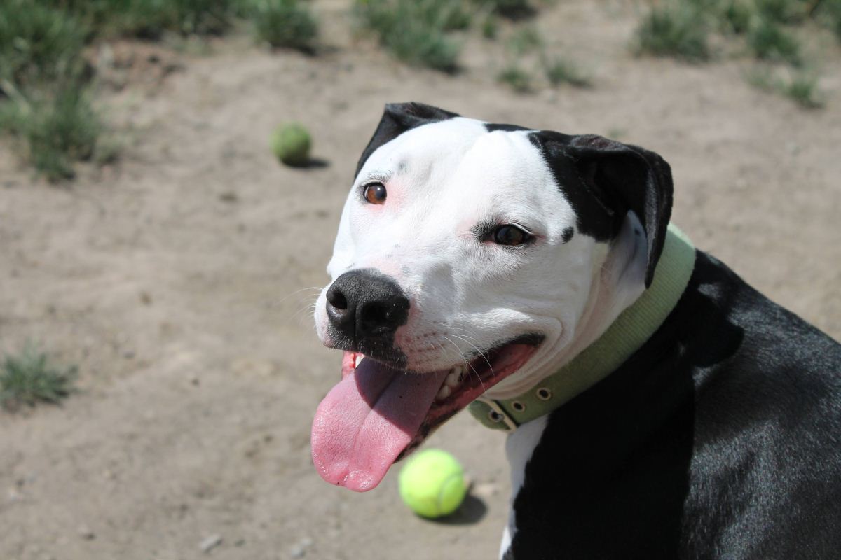 Three dogs vs 60 tennis balls (10 pics) | Amazing Creatures