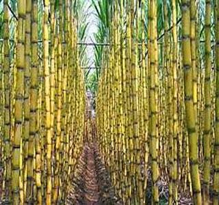 Woww... Tebu Bisa Jadi BBM ~ Tedi Cho