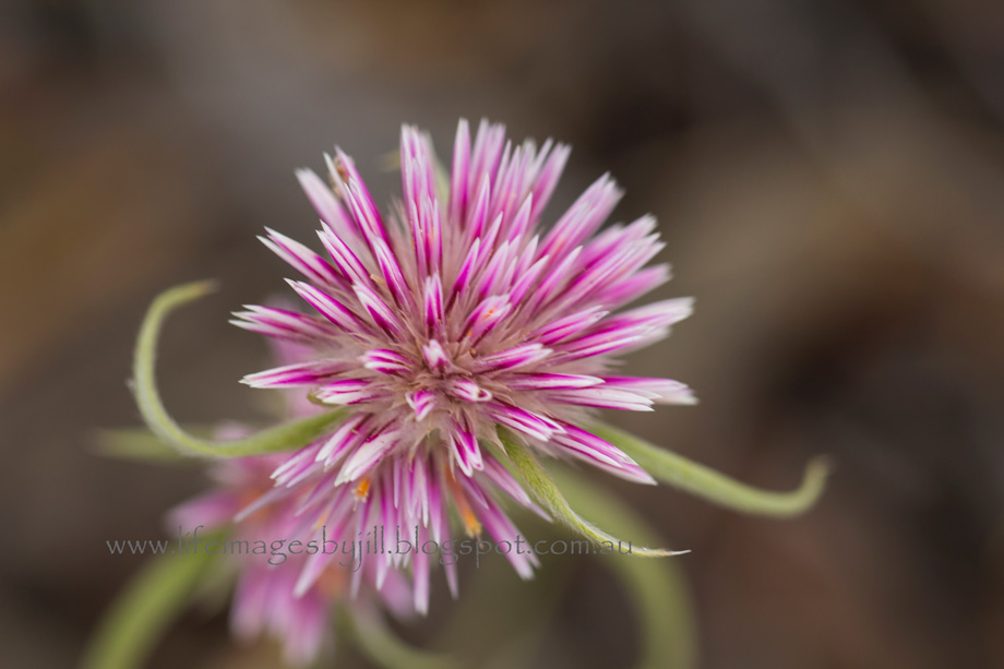 Life Images by Jill: The Wildflowers are blooming in Western Australia ...