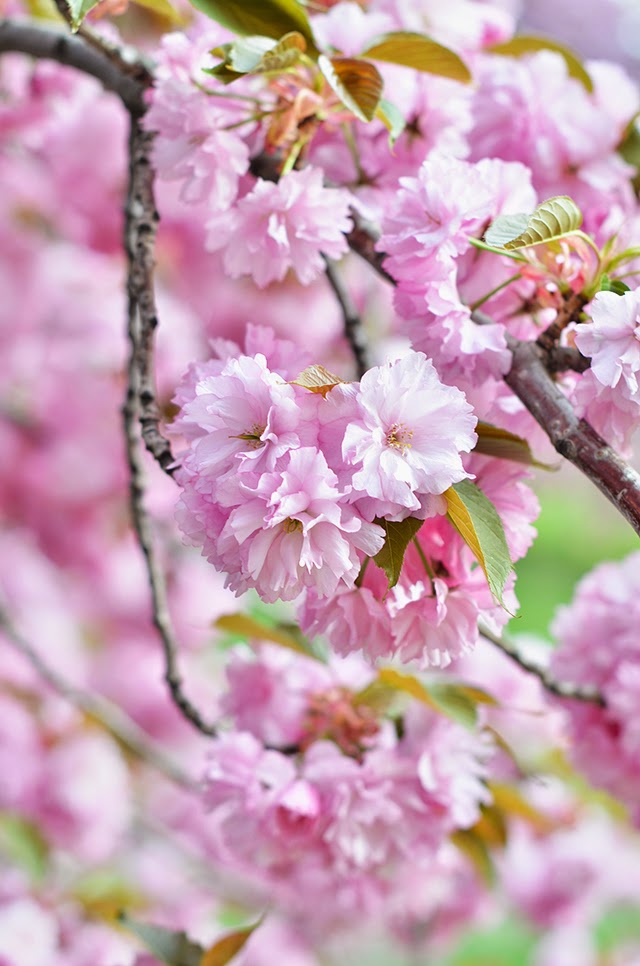 Heart of Gold: Cherry Blossom Wonder