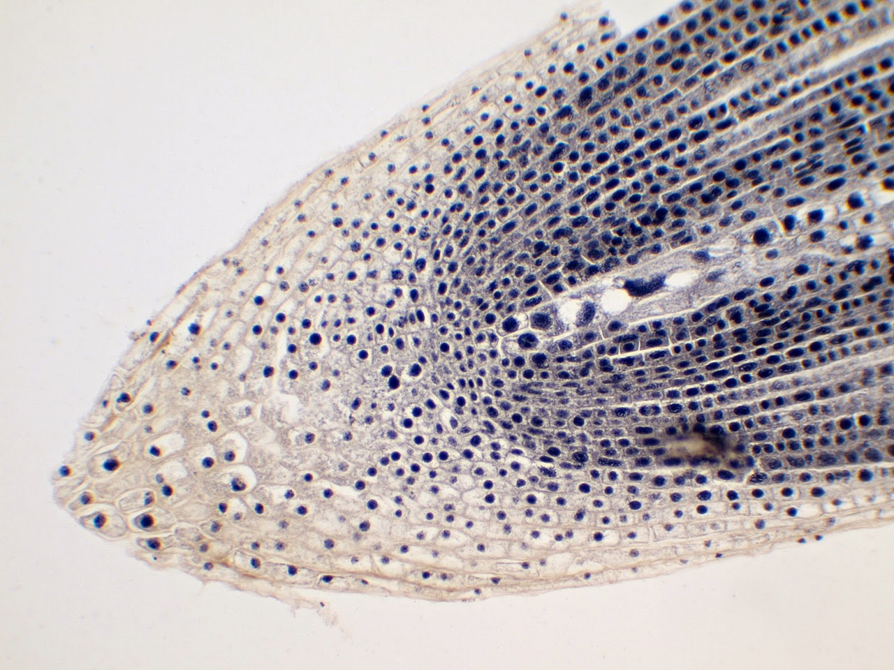 Biologia Aplicada 4ºA-5-2013: abril 2014