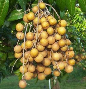 CARA SUPAYA POKOK LONGAN ANDA BERBUNGA | ilmu pertanian