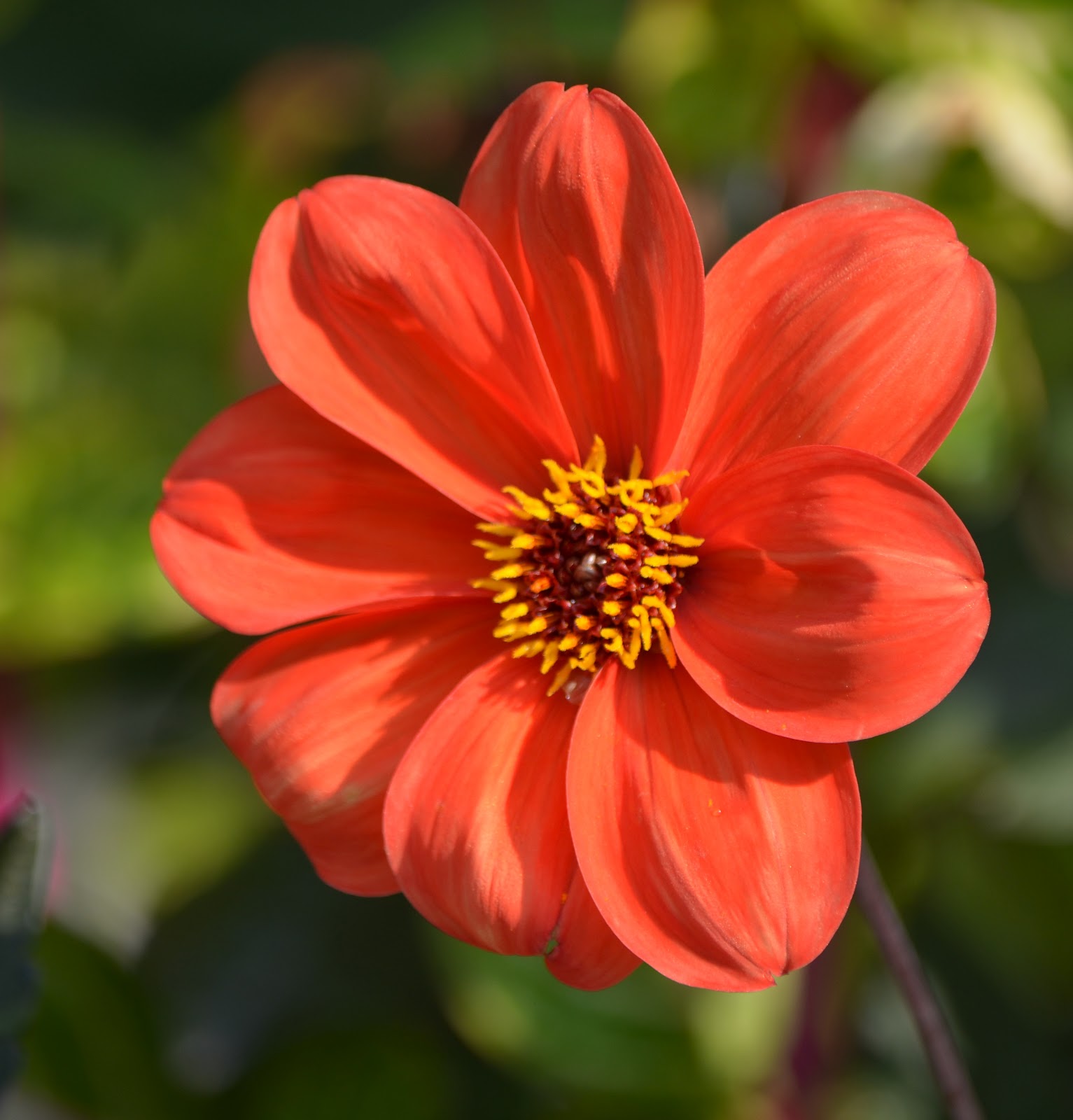 PS Whimsy - Behind the Brush: Dahling Dahlias!