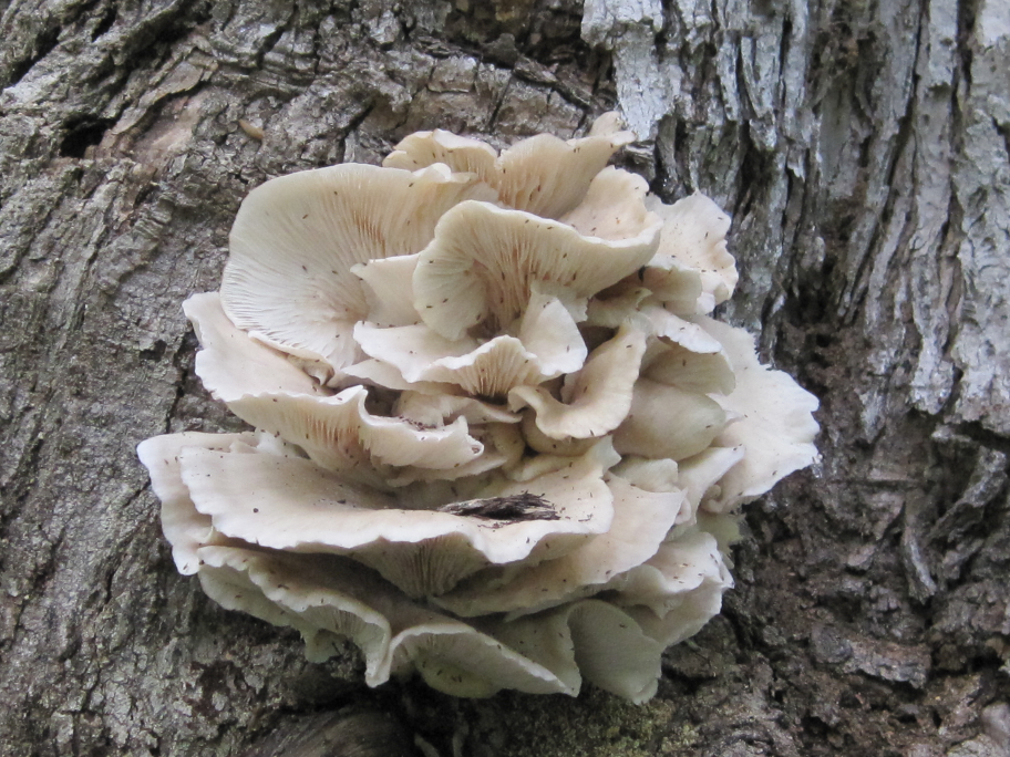 Anne's Creative Cornucopia: Tree Fungus - Pictures