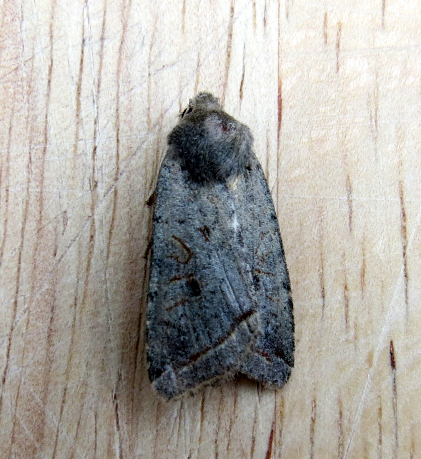 Gwdihw 2011: Winter Moths