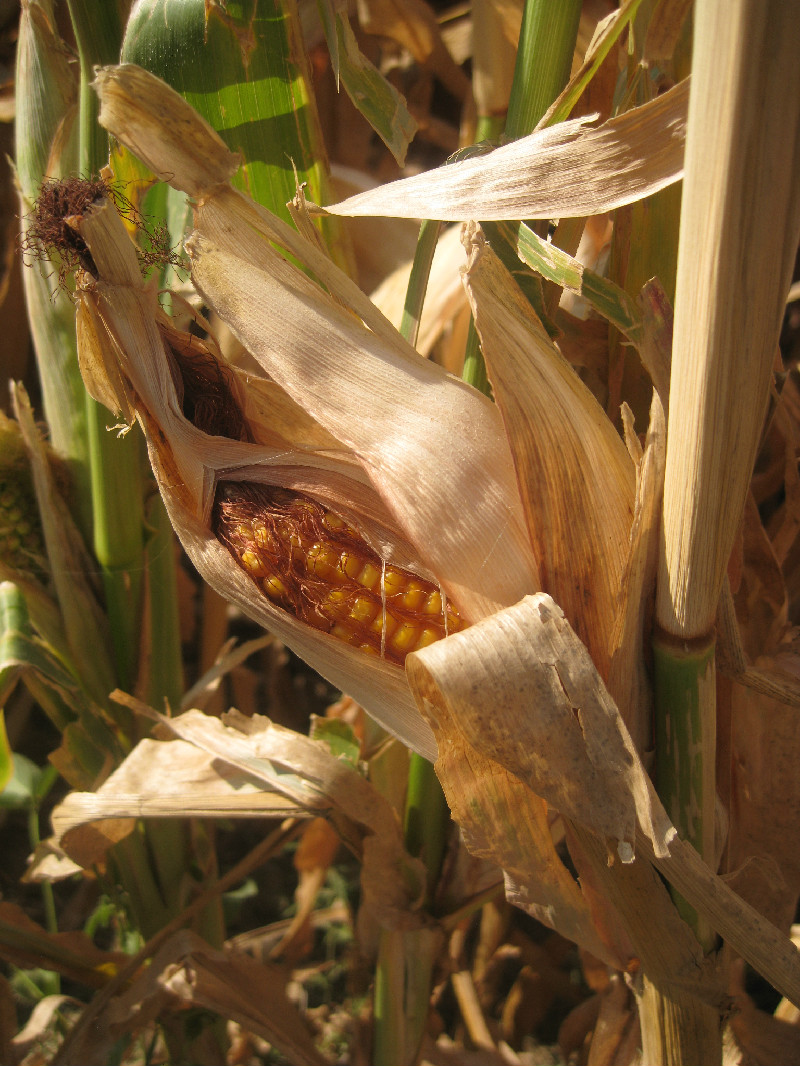 Alta on the Farm: Corn Farming 101 (Lesson 2 - Harvest)