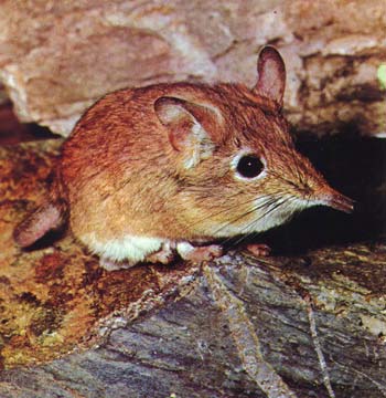 Animais: Musaranho Elefante