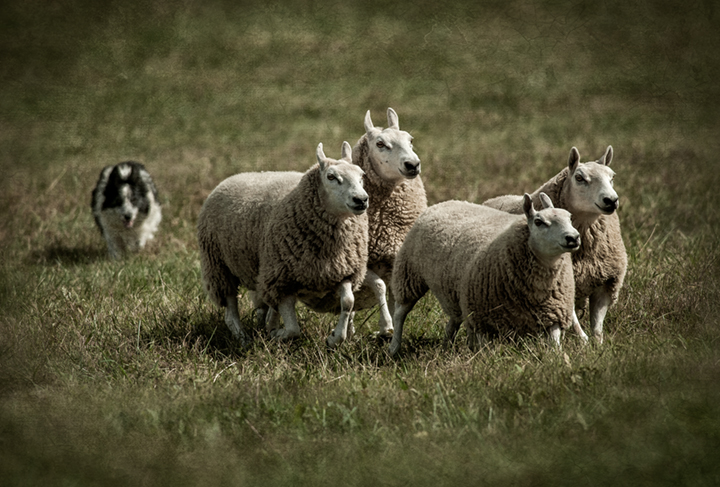Dan Routh Photography: Herding Sheep