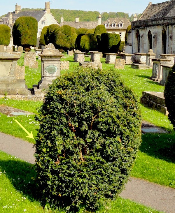 Where Five Valleys Meet: Yew Trees