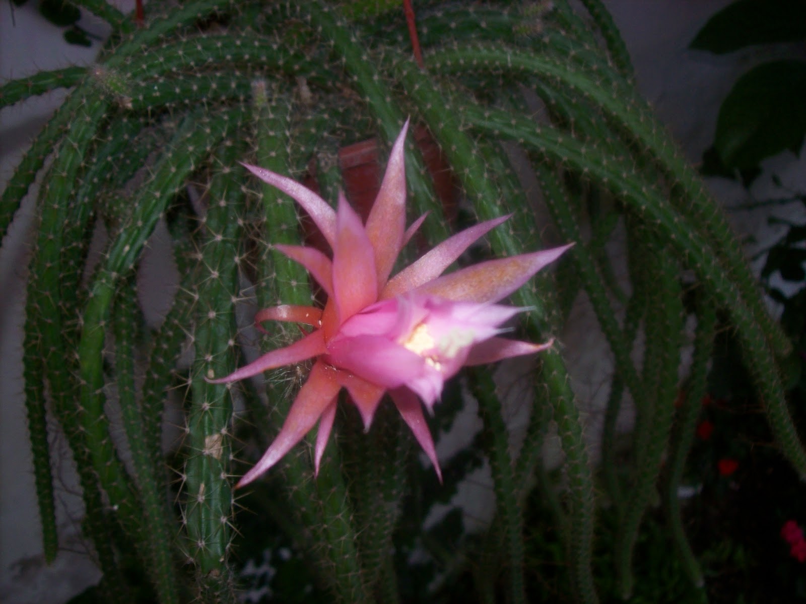 Los Cactus de Duilio: Aporocactus, Cactus de cola de rata, Cactus ...