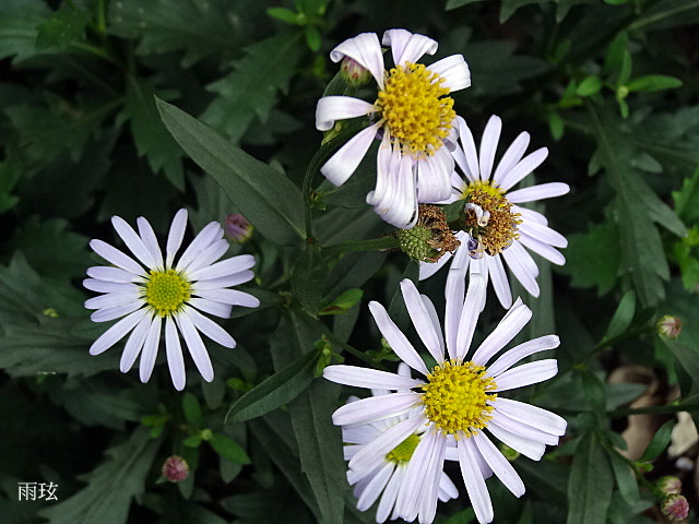 雨玹: 馬蘭(雞兒腸)/Field Aster