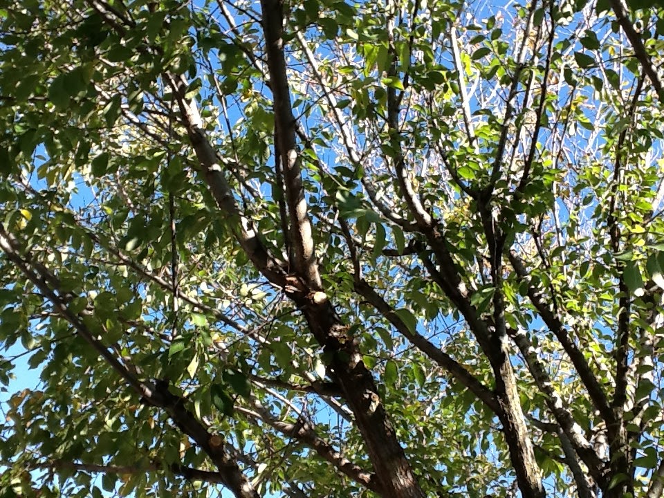 Field Notes: What Topped Trees Look Like