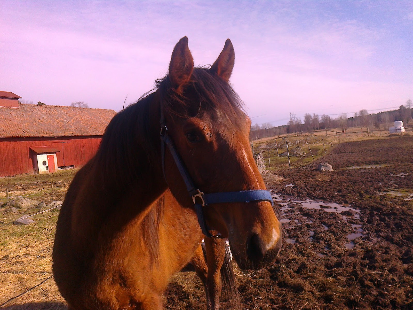 H stbonden Tanke You Bart Smyth For You Help Whit Horse No 2 h-stbonden-tanke-you-bart-smyth-for-you-help-whit-horse-no-2