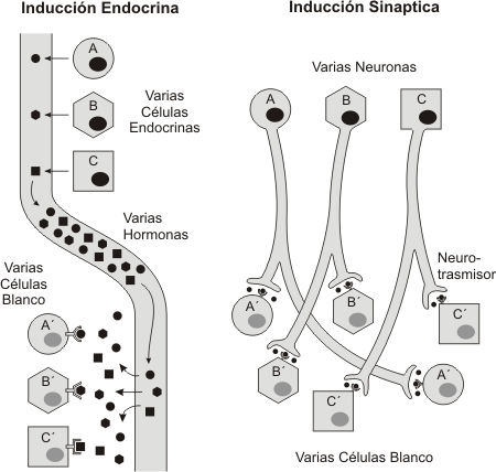 BIOLOGÍA 3º SECUNDARIA: Comunicación intercelular y transmisión de señales