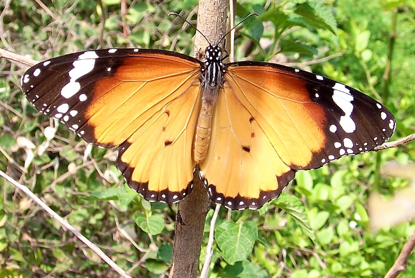 Butterflies of Pakistan