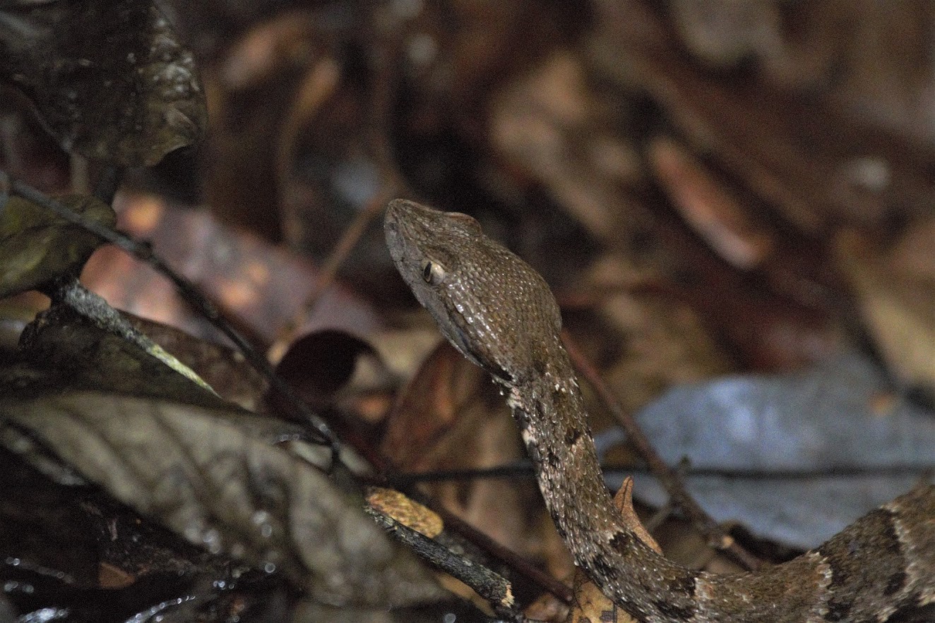 Stuart Marsden's Conservation Research Group: Using acoustic monitoring ...