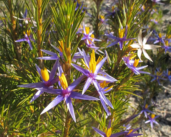 Esperance Wildflowers: Calectasia grandiflora - Blue Tinsel Lily