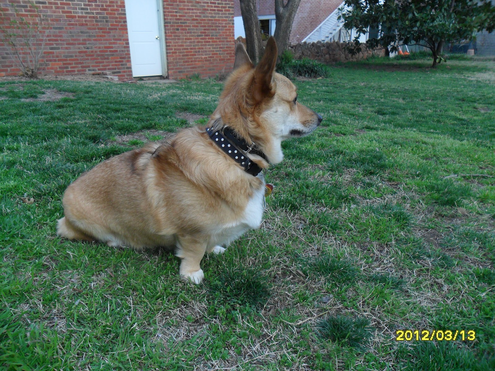 Corgi No Tail: Newly Cut Grass