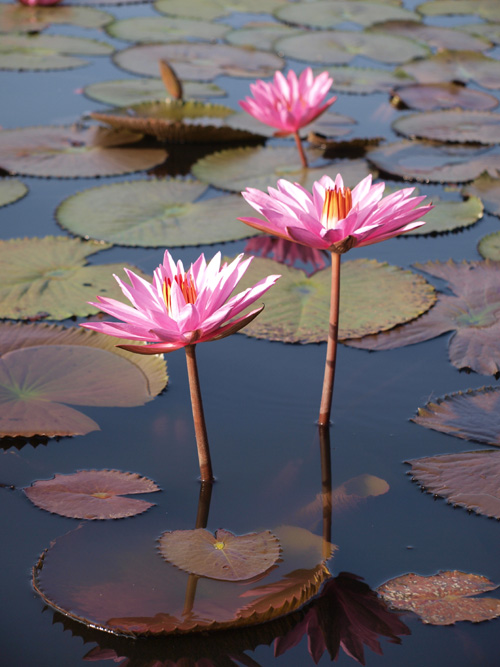 Wallpaper: Bunga Hias Teratai Merah