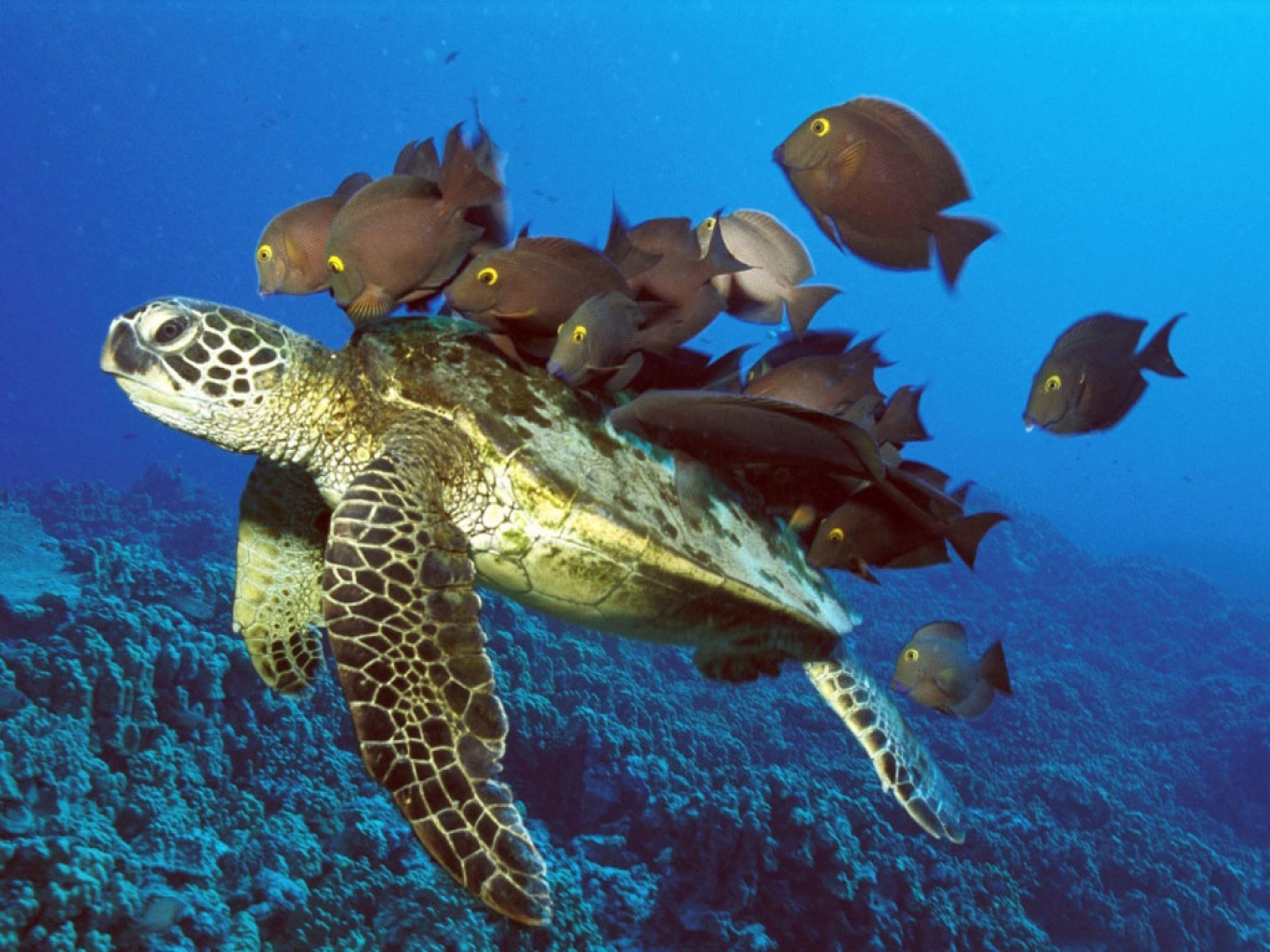 Imágenes del mundo animal: Tortuga