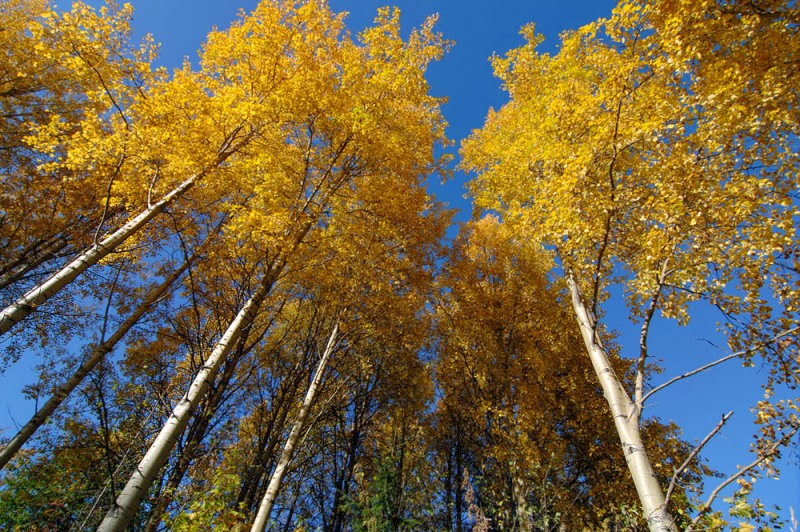 Trees Planet: Populus tremula – Aspen