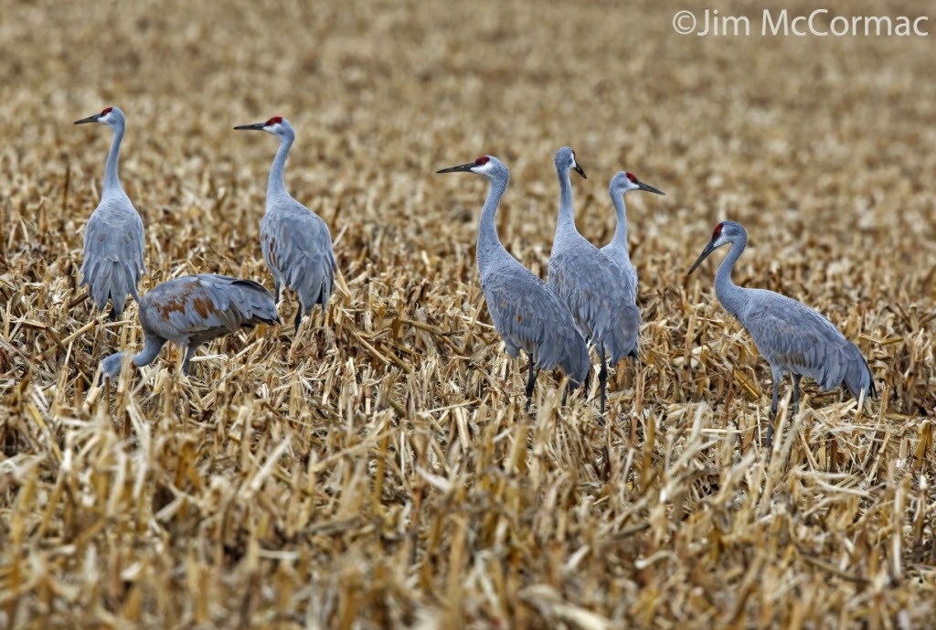 Ohio Birds and Biodiversity: Sandhill Cranes at Jasper-Pulaski