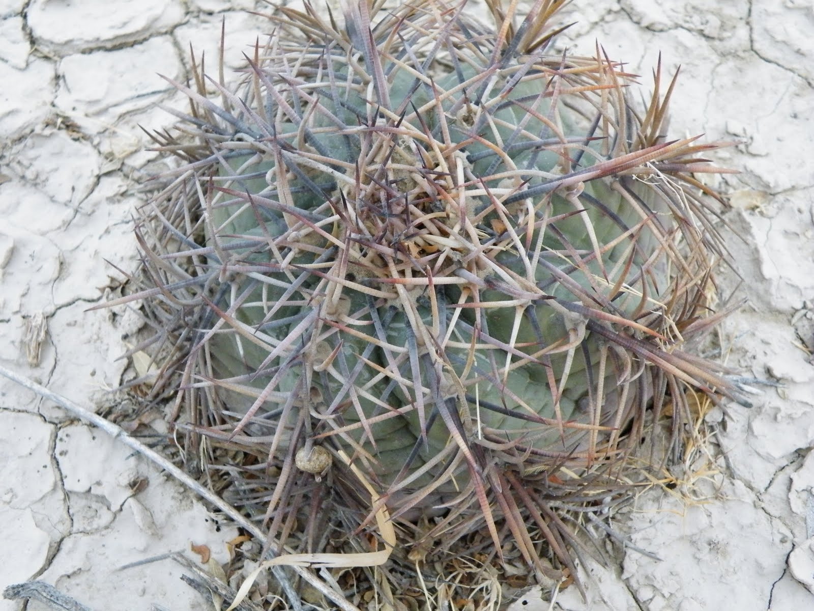 The cactus and Succulent Society of Malta: Echinocactus horizonthalonius