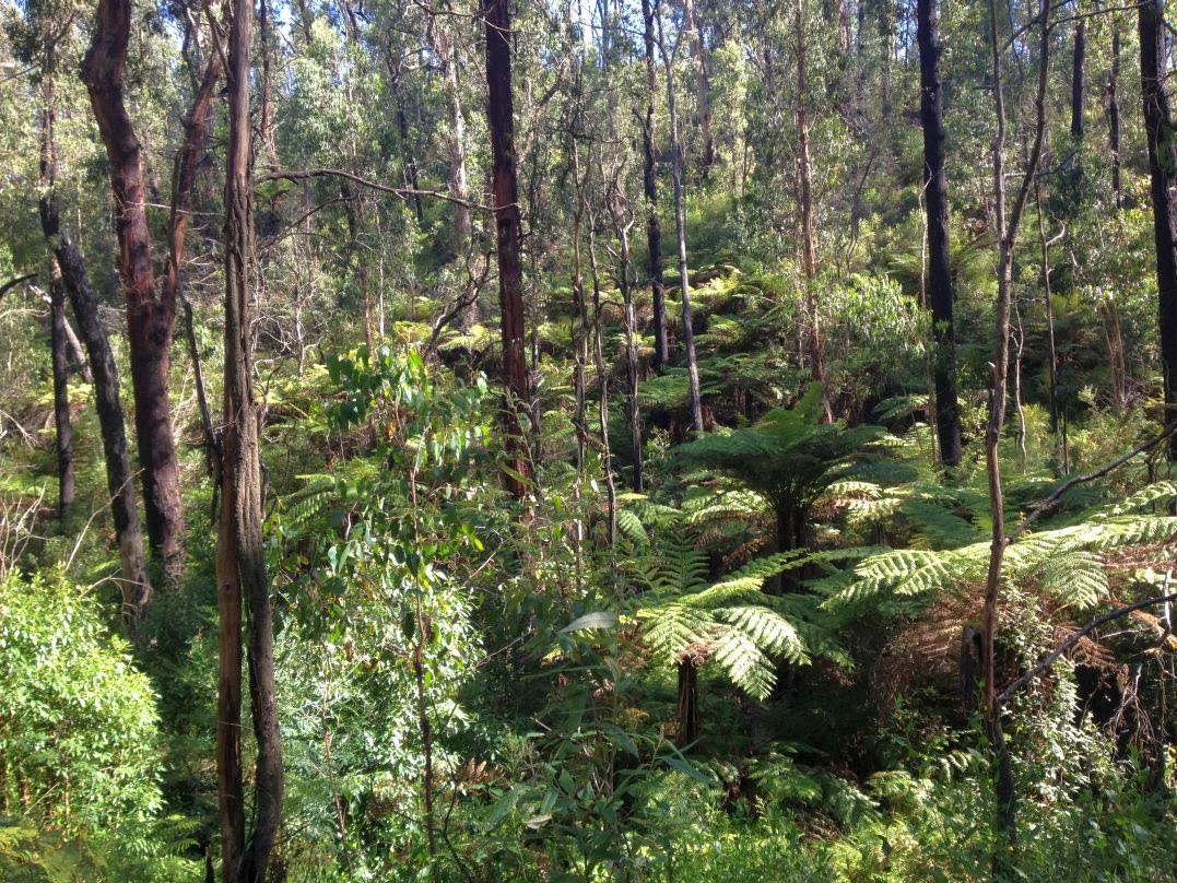 Trails and Tracks: Mason Falls Circuit, Kinglake National Park ...
