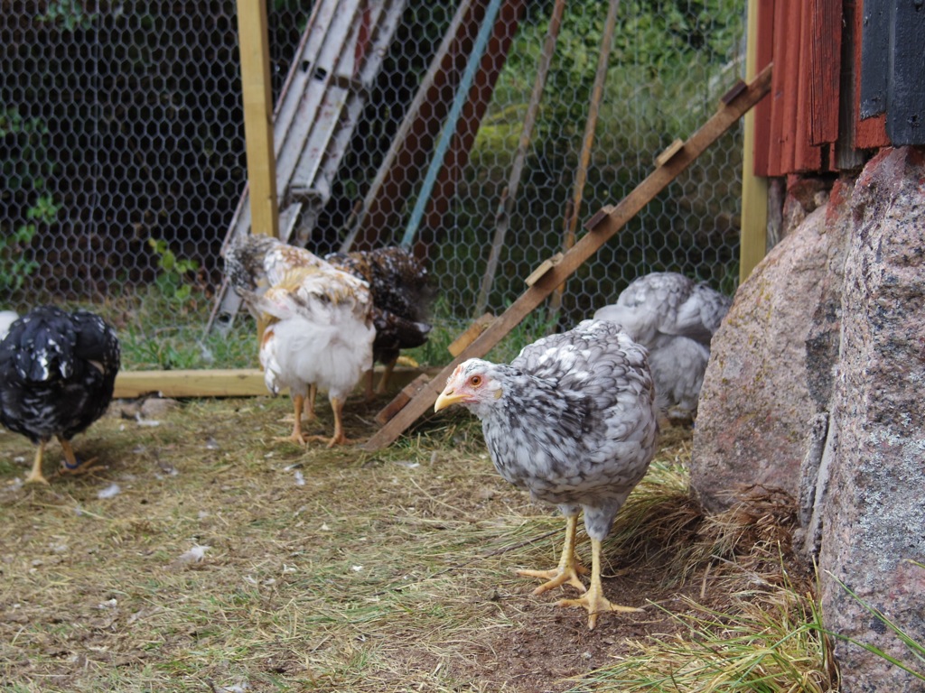 Fårhage, grisar och höns – Daje Gård